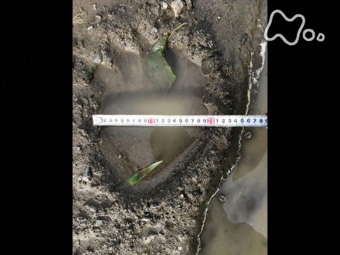 NHKスペシャル 「OSO（オソ）18 ～ある“怪物ヒグマ”の記録～」 フル動画|【無料体験】動画配信サービスのビデオマーケット